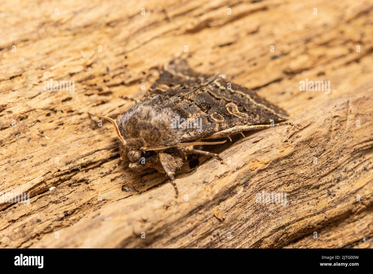 A Hedge Rustic moth, Tholera cespitis, resting on a rotten log Stock ...