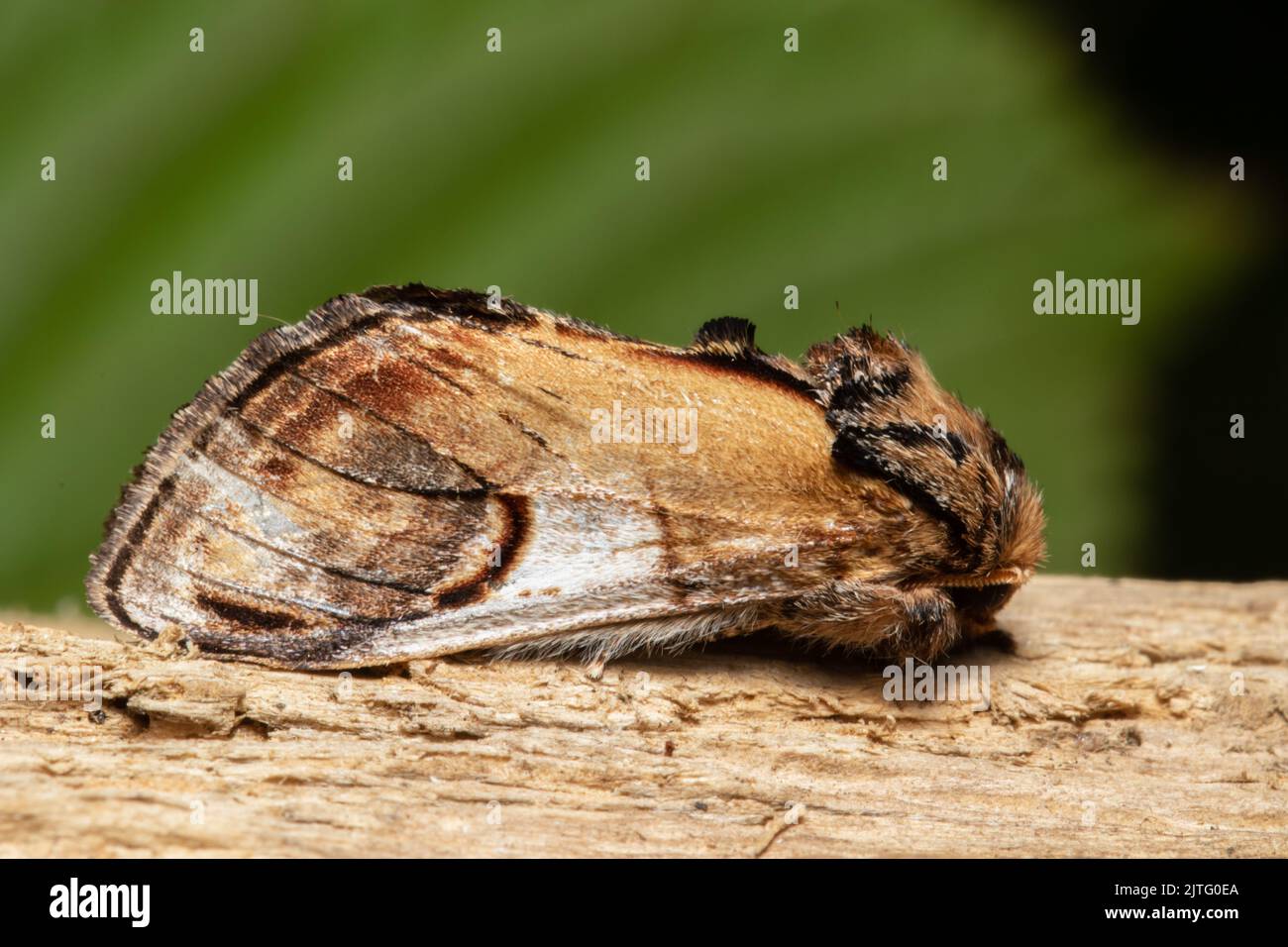 A Pebble Prominent moth, Notodonta ziczac, resting on a rotten log ...