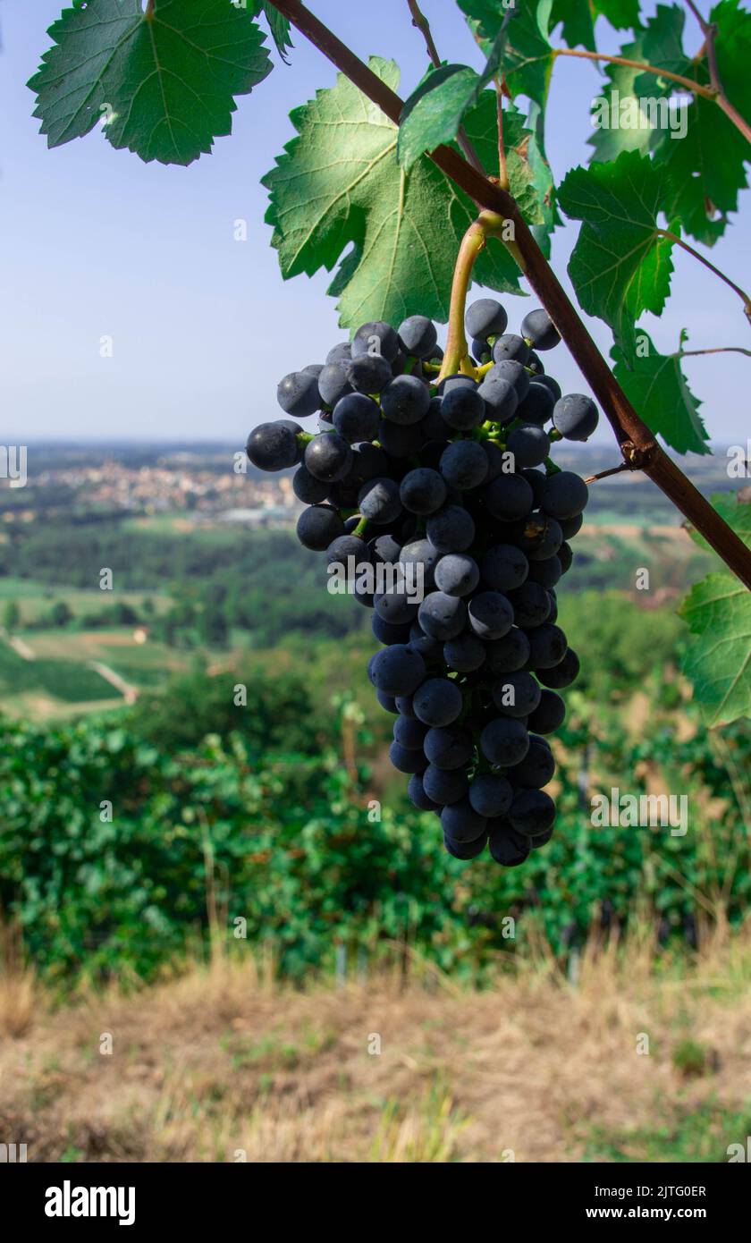 Nera bianca hi-res stock photography and images - Alamy