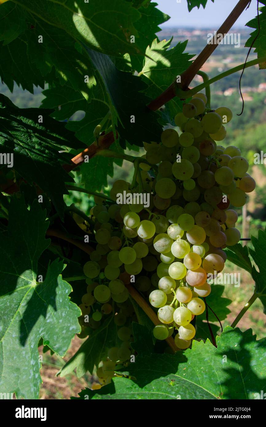 Nera bianca hi-res stock photography and images - Alamy