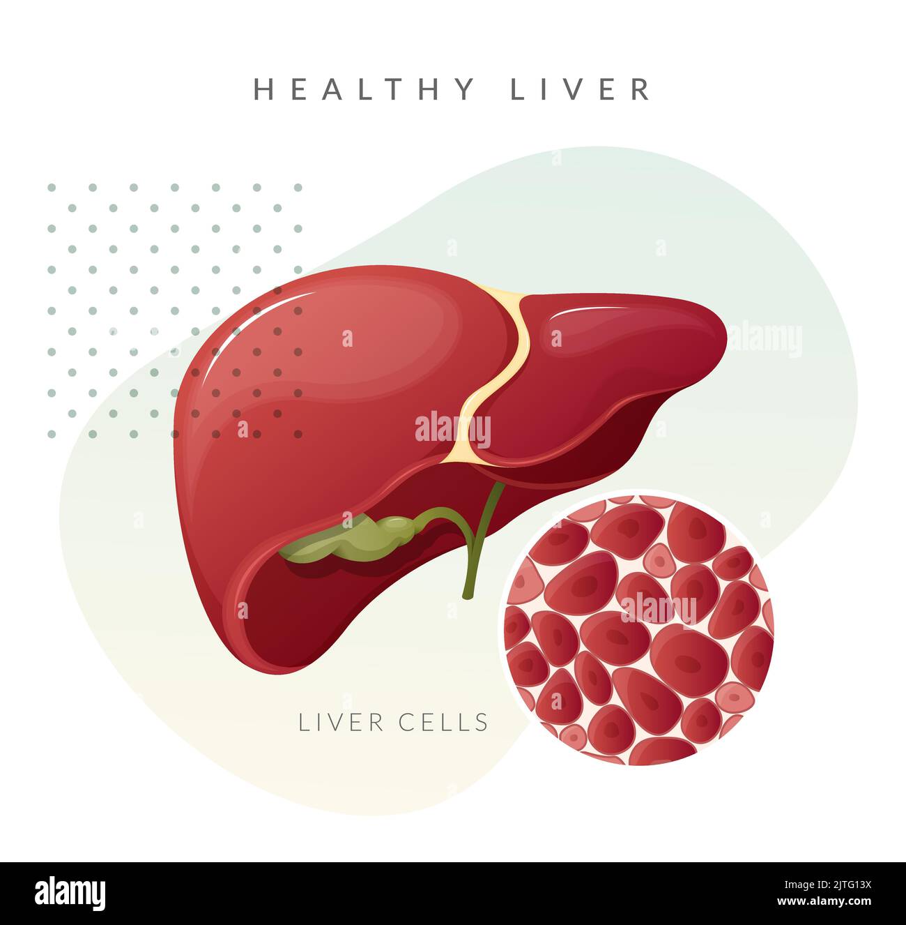 Healthy Liver - Stock Illustration as EPS 10 File Stock Vector Image ...