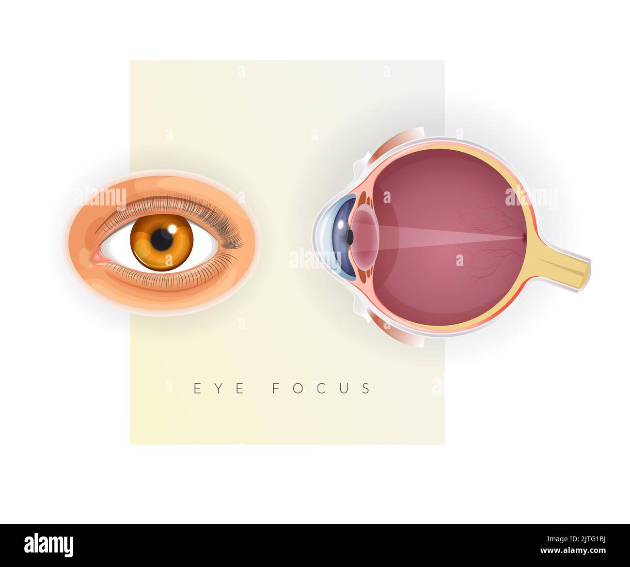 Human Eye Anatomy - Stock Illustration as EPS 10 File Stock Vector ...