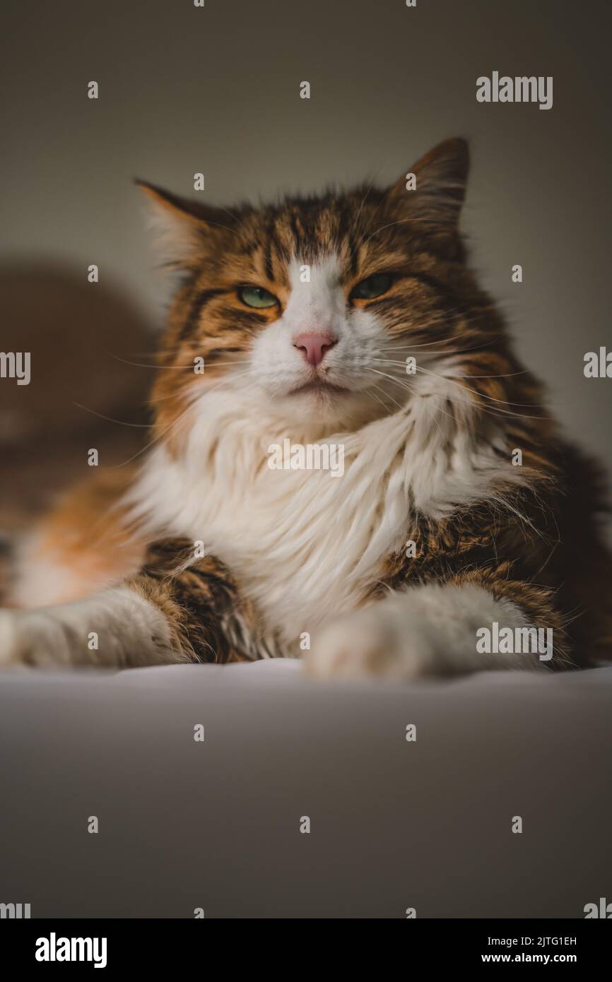 Portrait of beautiful female cat Stock Photo - Alamy