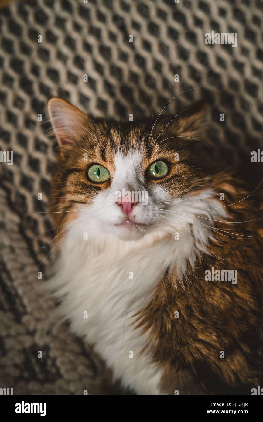Portrait of beautiful female cat Stock Photo - Alamy