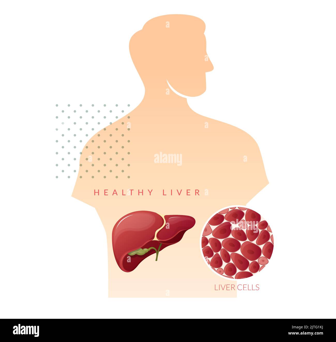 Healthy Liver - Stock Illustration as EPS 10 File Stock Vector Image ...