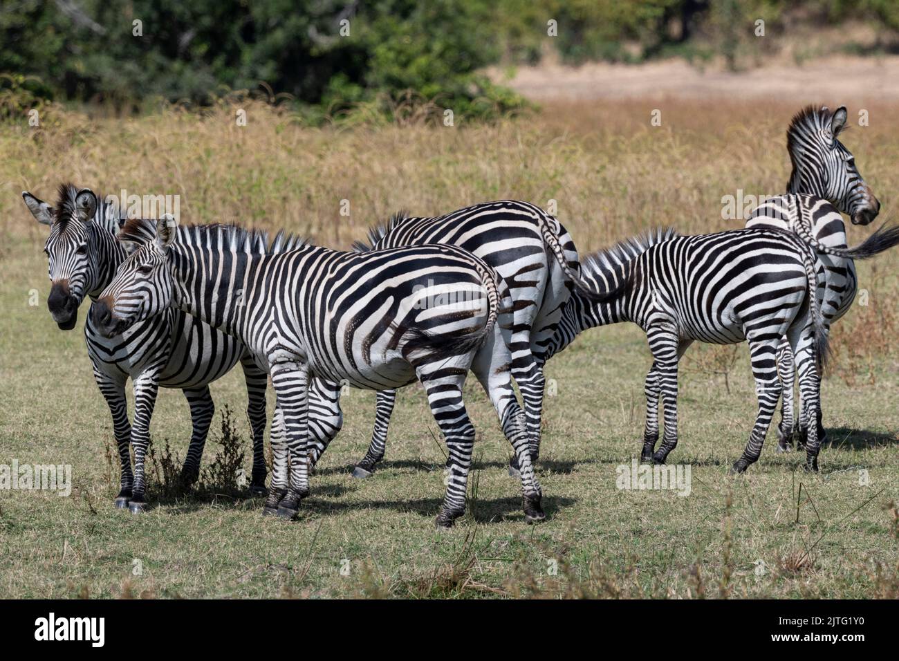 Zambia, South Luangwa National Park. Herd of Crawshay's zebras (WILD ...