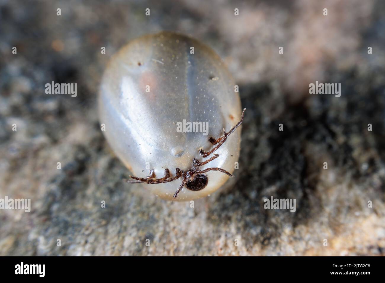 A Castor bean tick swollen after sucking blood Stock Photo - Alamy