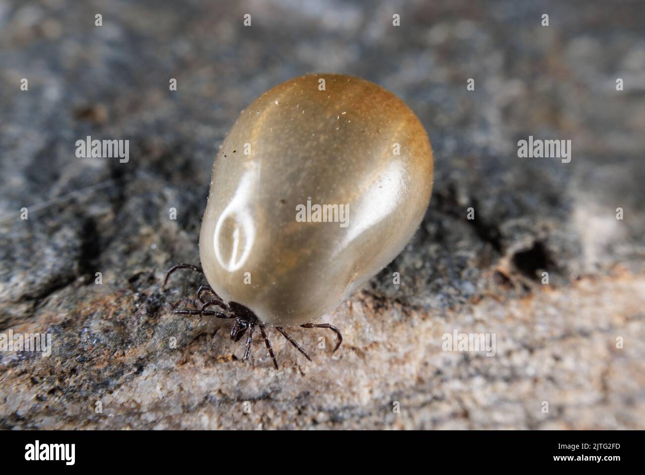 A Castor bean tick swollen after sucking blood Stock Photo - Alamy