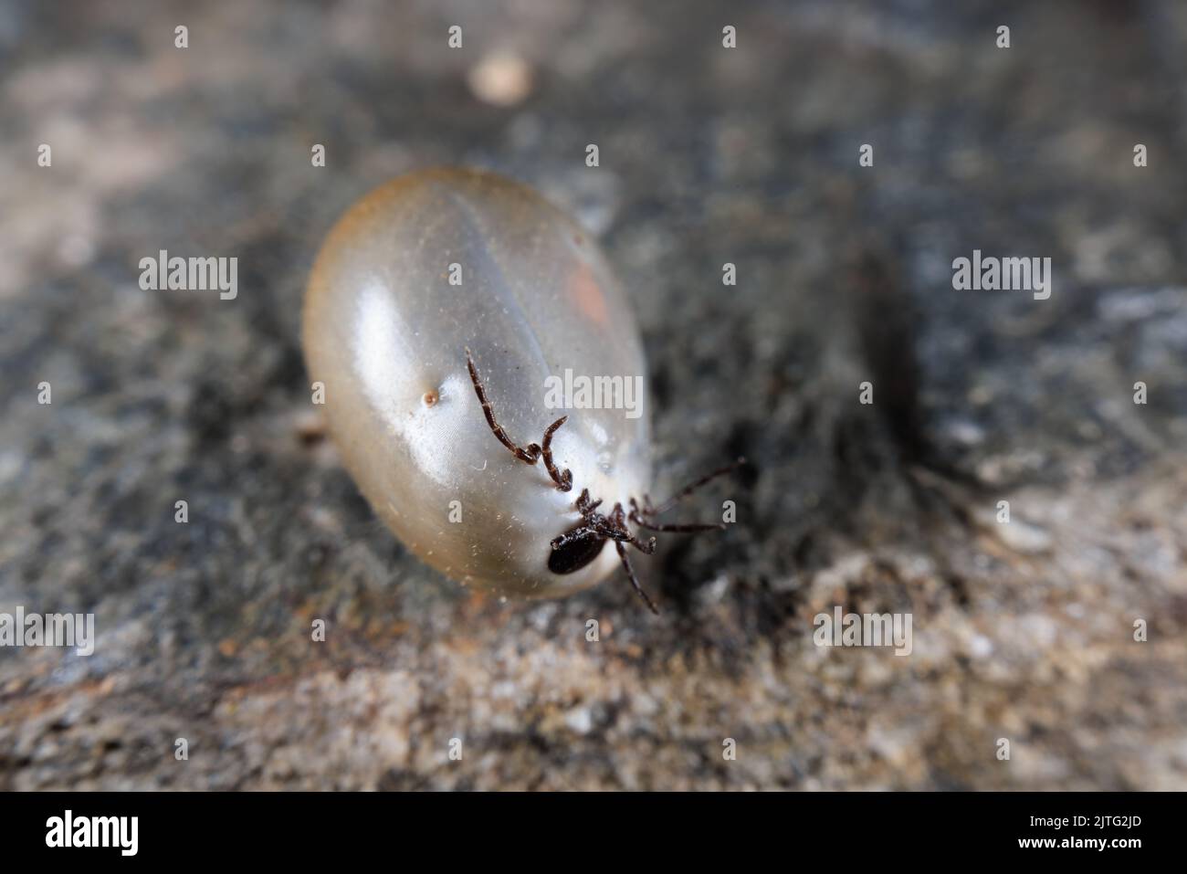A Castor bean tick swollen after sucking blood Stock Photo - Alamy