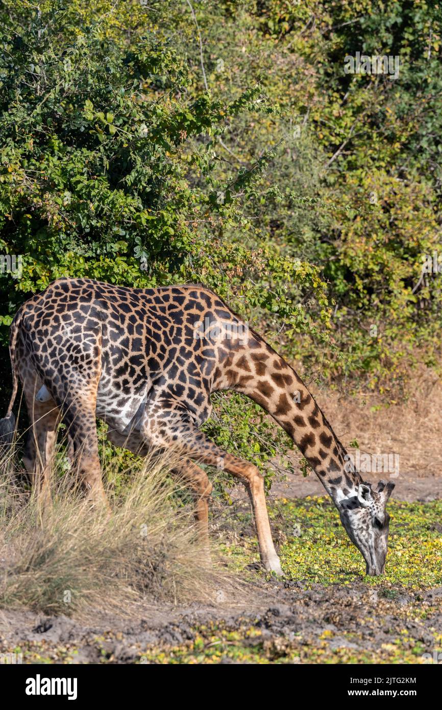 Zambia, South Luangwa National Park. Thornicroft's giraffe drinking ...