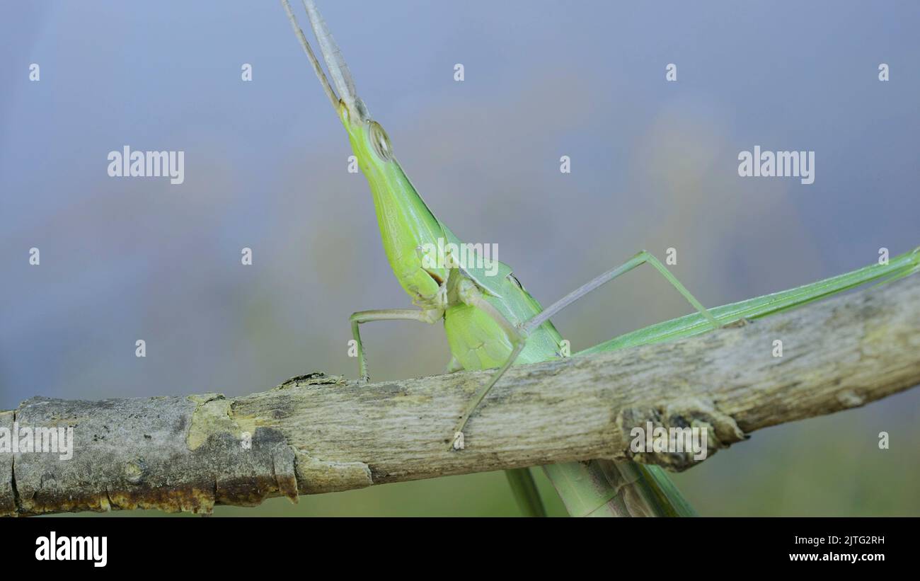 Acrida conica hi-res stock photography and images - Alamy