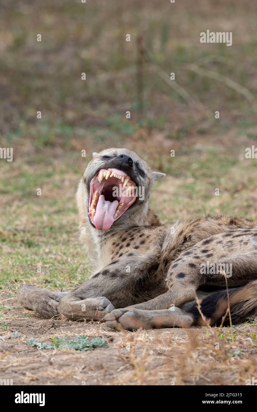Spotted hyena mouth open hi-res stock photography and images - Alamy