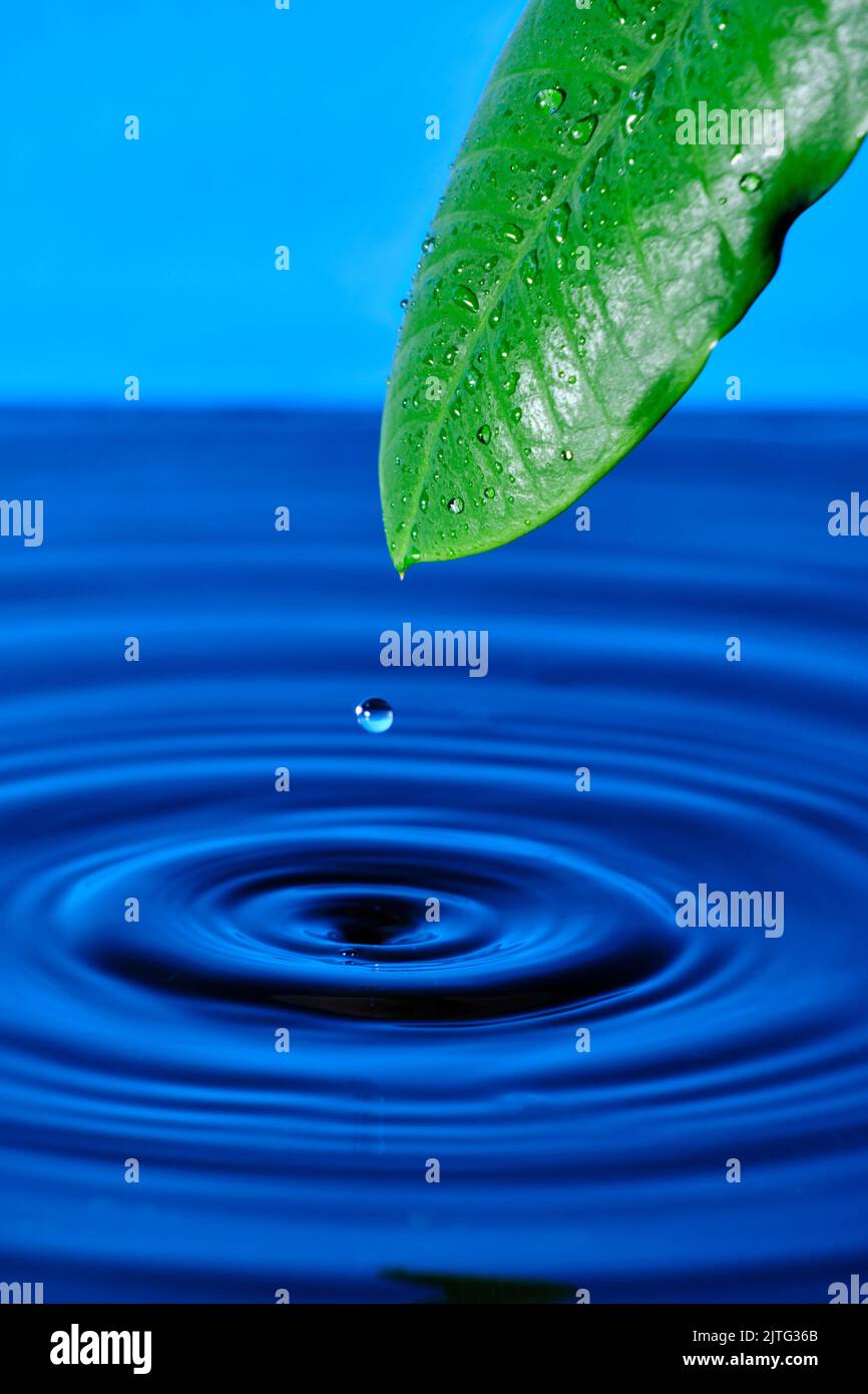 Rain drops dripping from leaf hi-res stock photography and images - Alamy