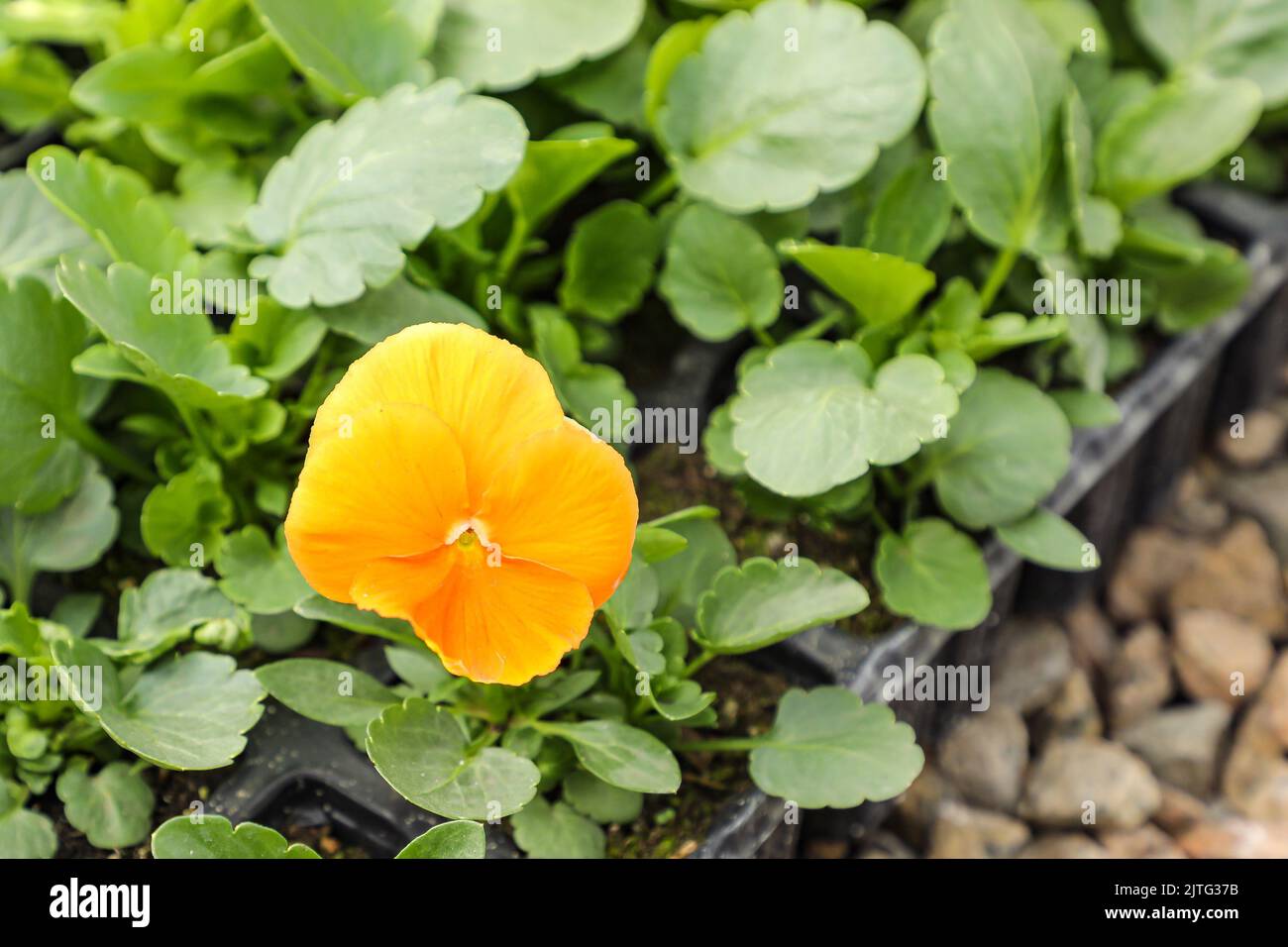 Viola tricolor, popularly known as pansy and trinity herb, in orange ...