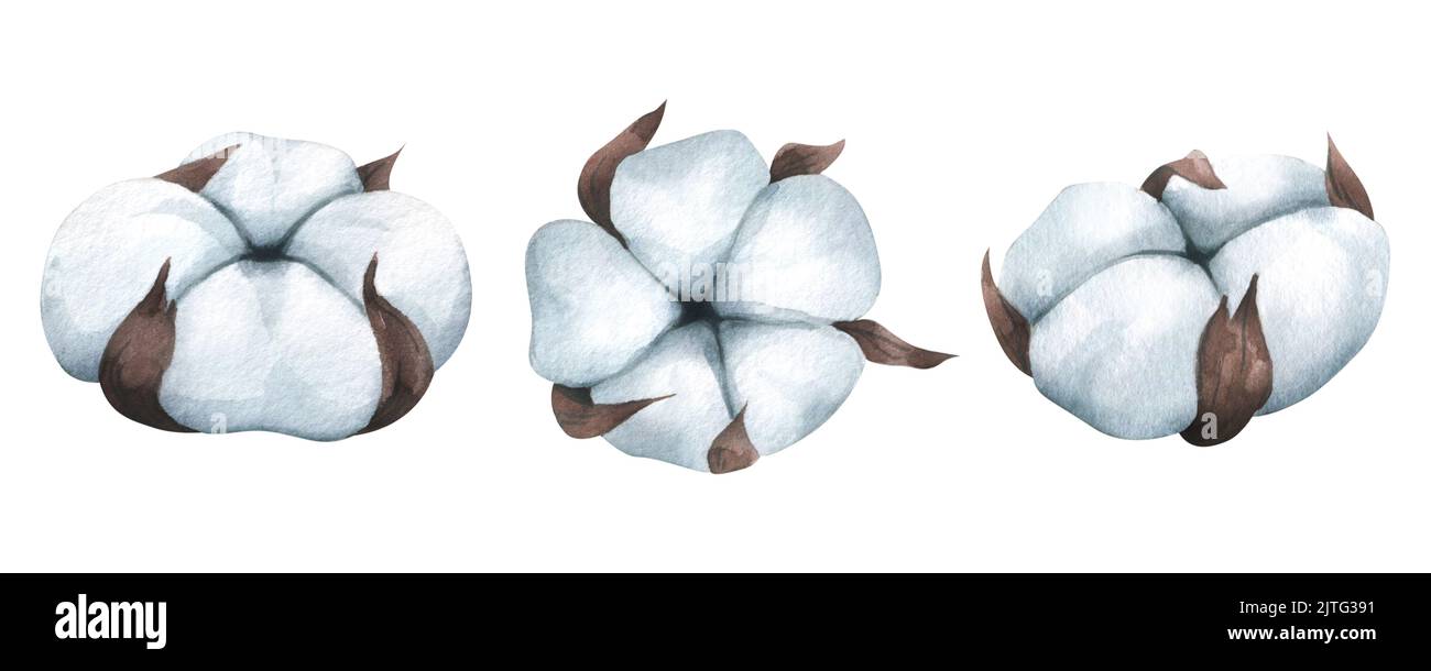 Cotton inflorescences are three pieces in different angles. Watercolor ...