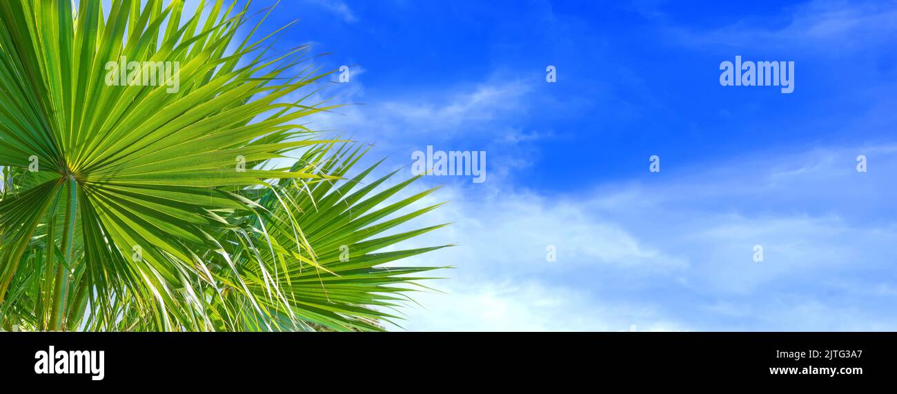 Palm tree leaves against blue cloudy sky beautiful tropical background ...