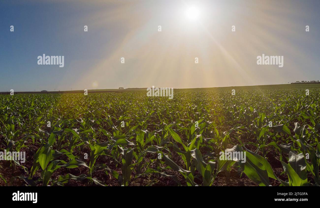 Corn field, aerial over the rows of corn stalks, excellent growth ...