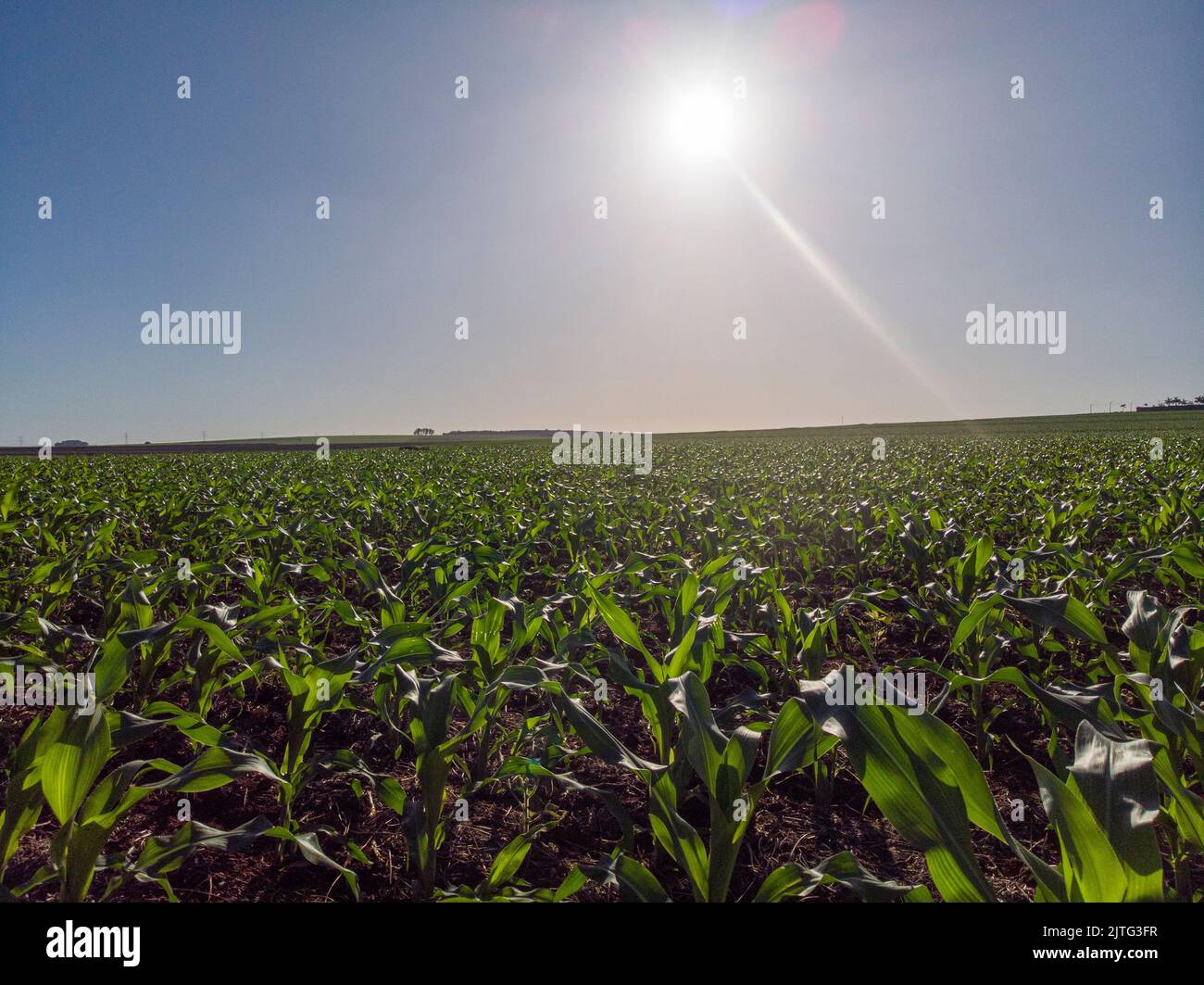Corn field, aerial over the rows of corn stalks, excellent growth ...