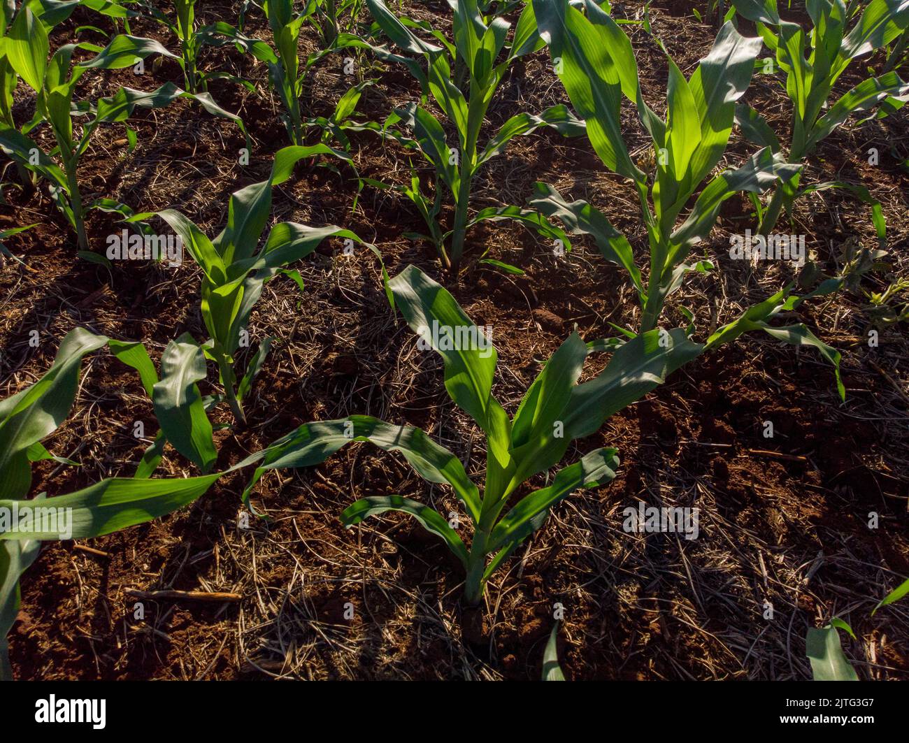 Agro theme hi-res stock photography and images - Alamy