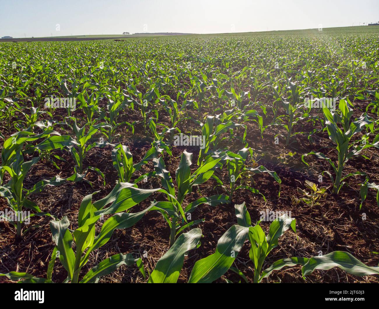 Corn field, aerial over the rows of corn stalks, excellent growth ...