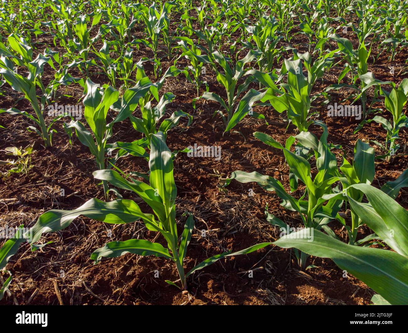 Corn field, aerial over the rows of corn stalks, excellent growth ...