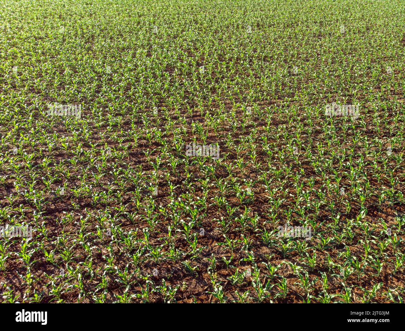 Corn field, aerial over the rows of corn stalks, excellent growth ...