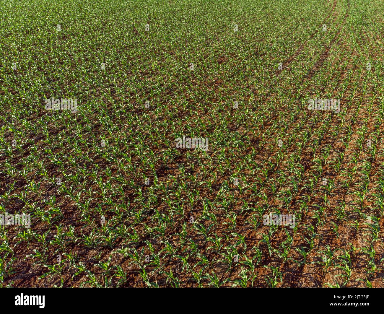 Corn field, aerial over the rows of corn stalks, excellent growth ...