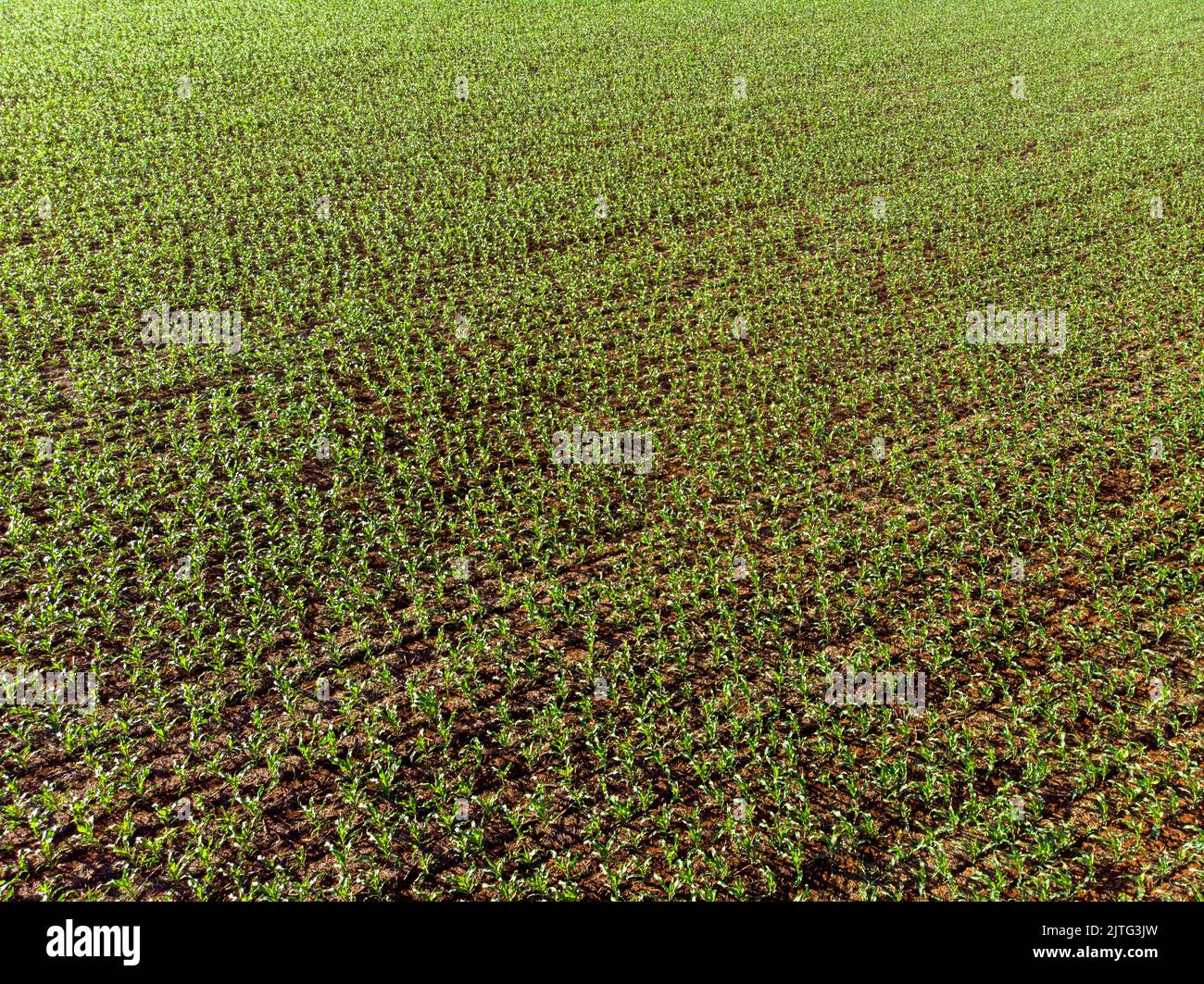 Corn field, aerial over the rows of corn stalks, excellent growth ...
