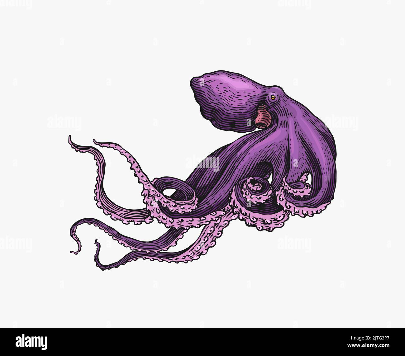 Sea octopus. Engraved hand drawn in old sketch, vintage creature ...