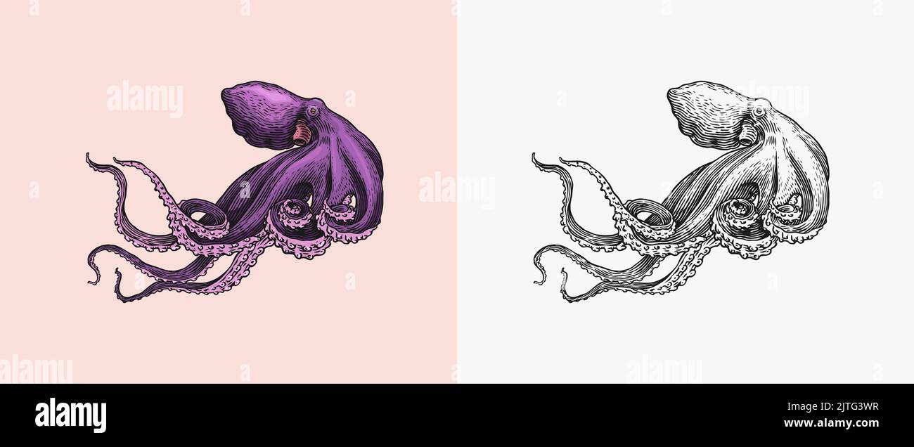 Sea octopus. Engraved hand drawn in old sketch, vintage creature ...