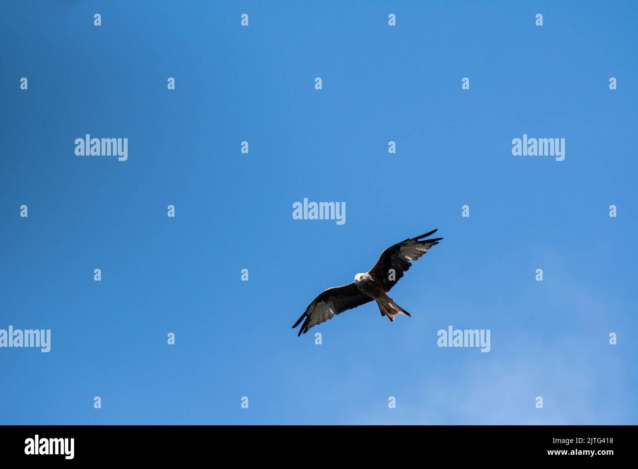 Black kite or big carnivore bird in the blue sky Stock Photo - Alamy