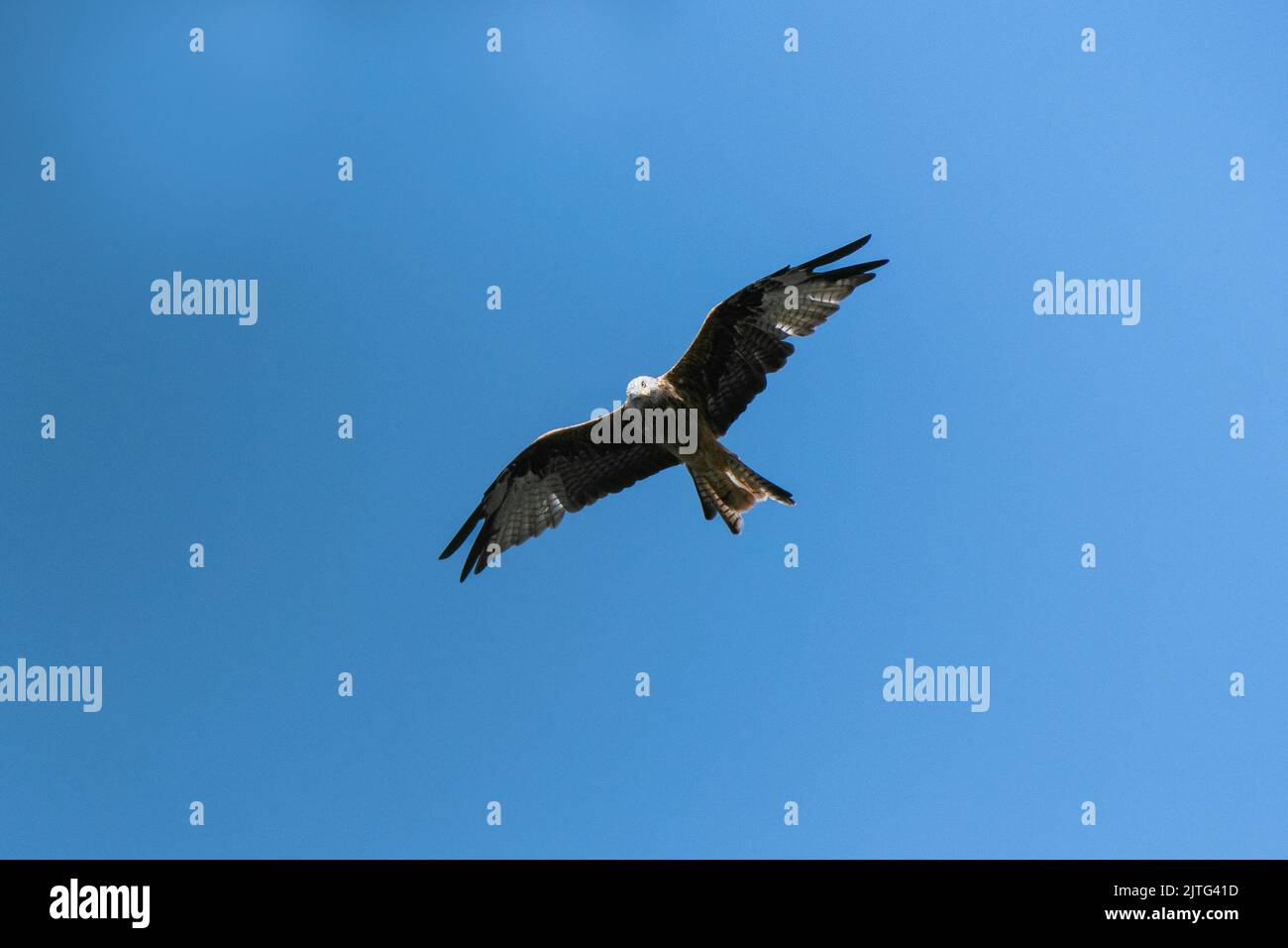 Black kite or big carnivore bird in the blue sky Stock Photo - Alamy