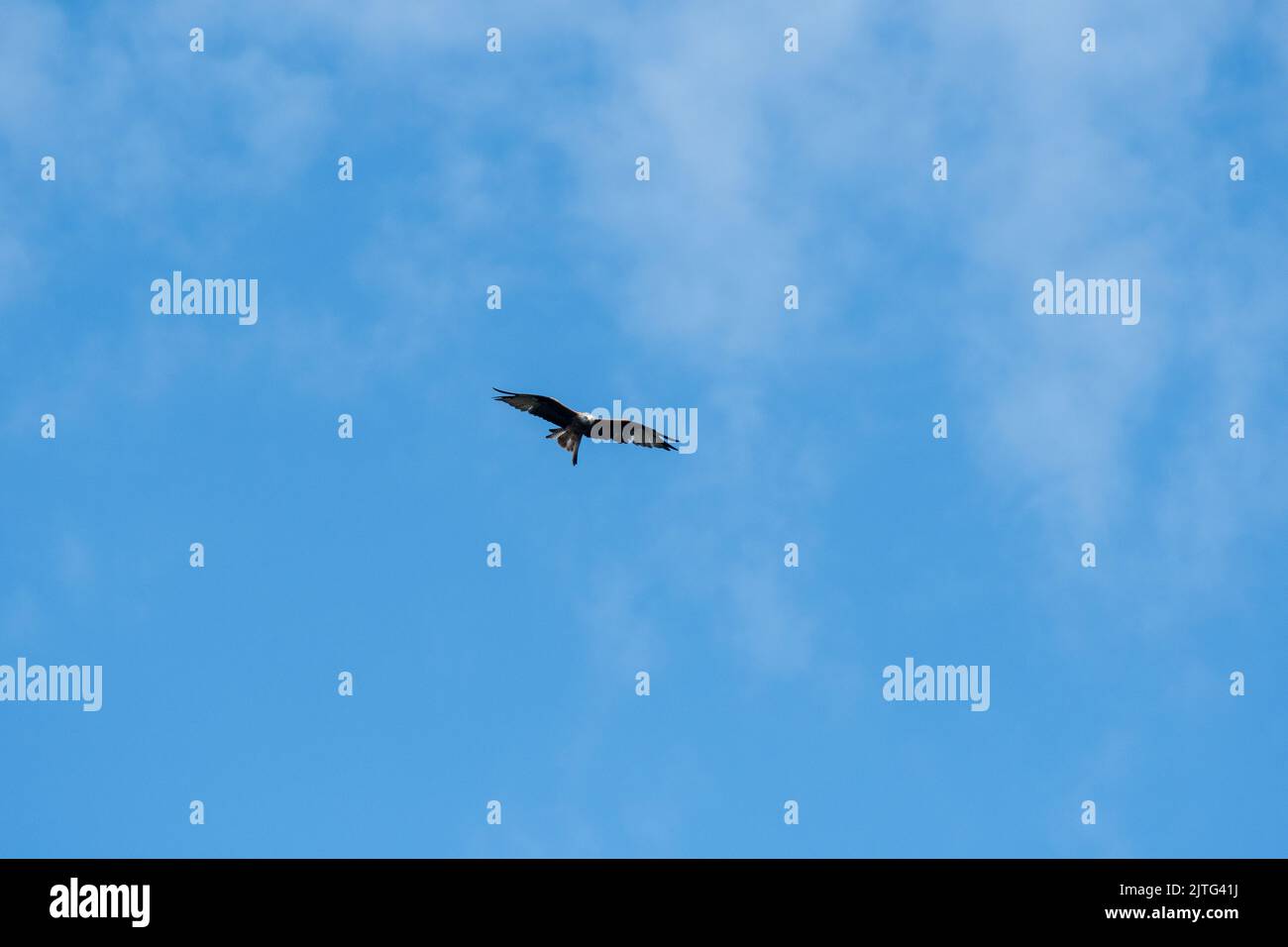 Black kite or big carnivore bird in the blue sky Stock Photo - Alamy