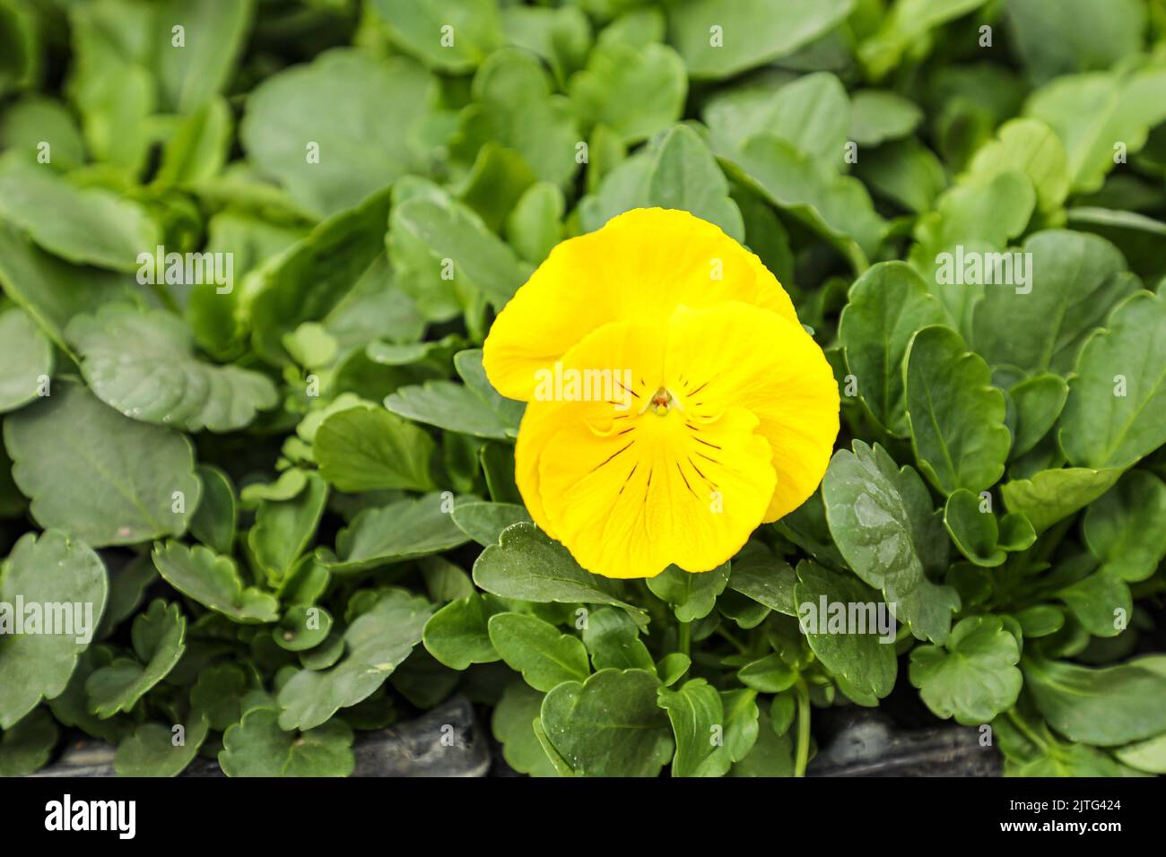 Viola tricolor, popularly known as pansy and trinity herb, yellow in ...