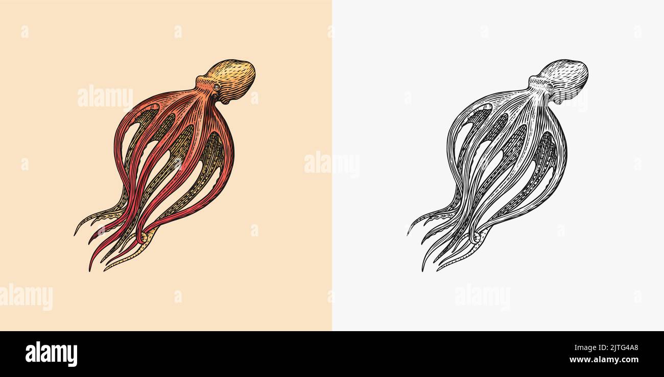 Sea octopus. Engraved hand drawn in old sketch, vintage creature ...