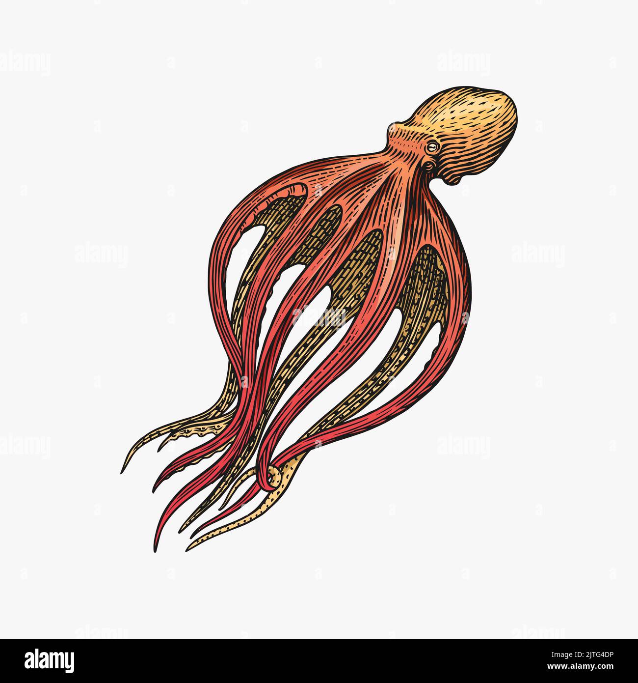 Sea octopus. Engraved hand drawn in old sketch, vintage creature ...