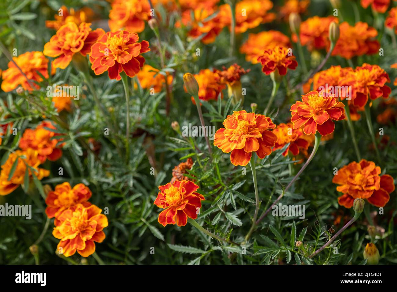 Bright Orange Flowers