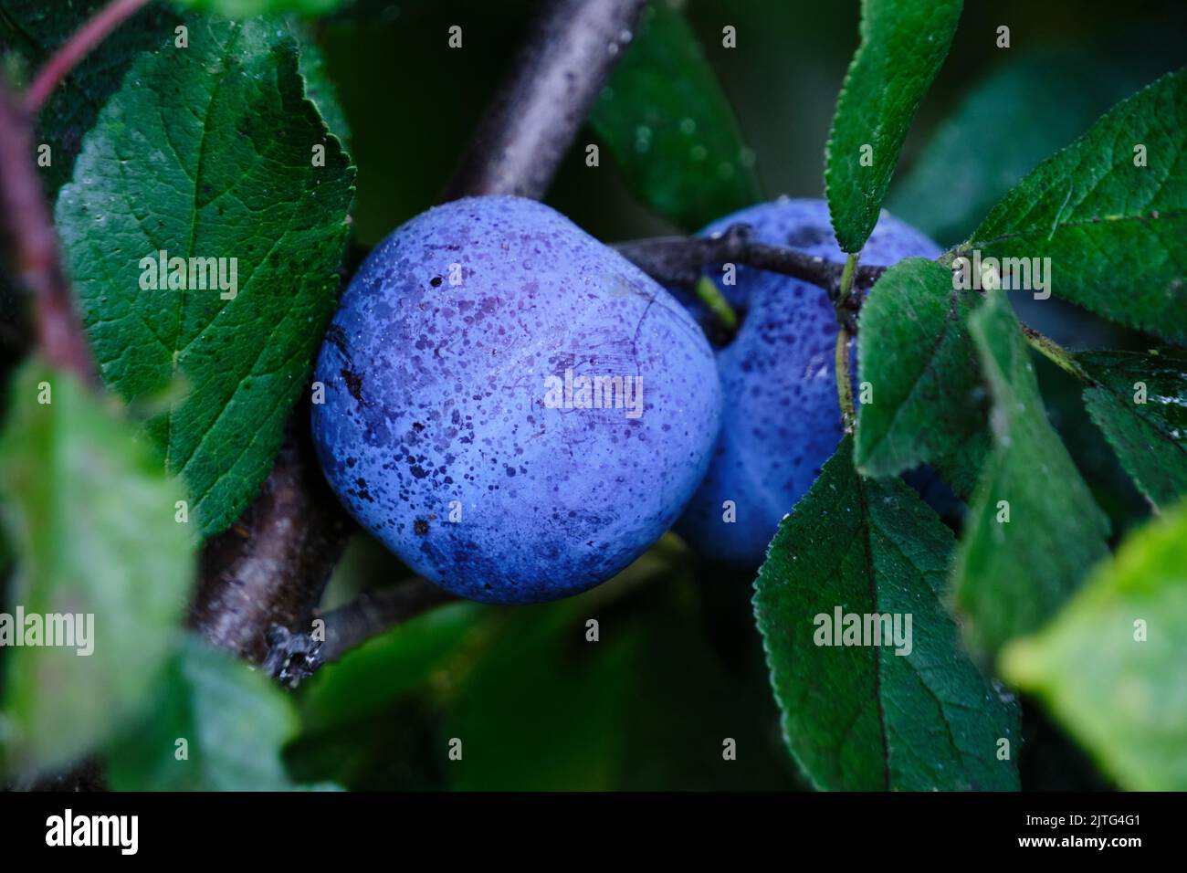 Ripening prune fruits growing branch Stock Photo - Alamy