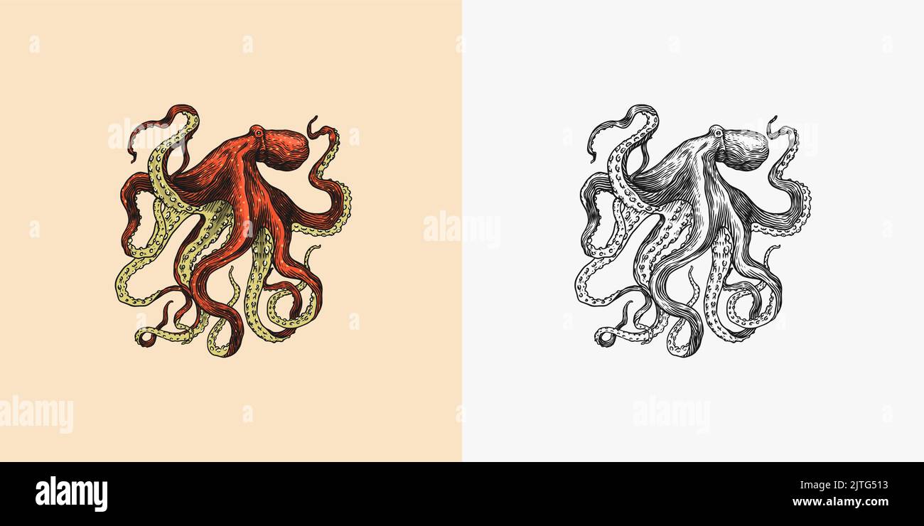 Sea octopus. Engraved hand drawn in old sketch, vintage creature ...