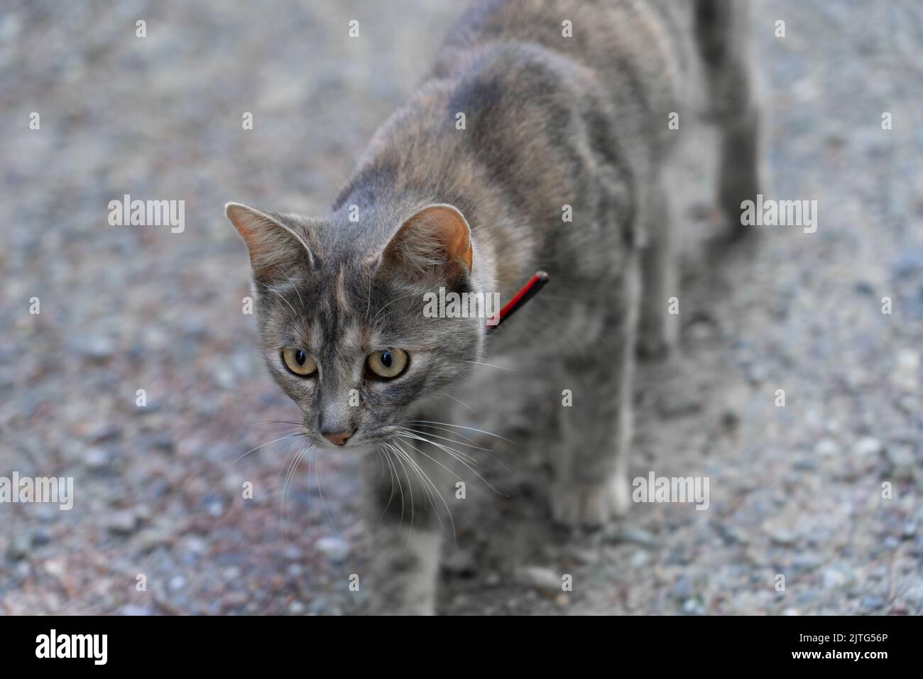 An adorable cat walking outdoors and curiously looking forward Stock ...