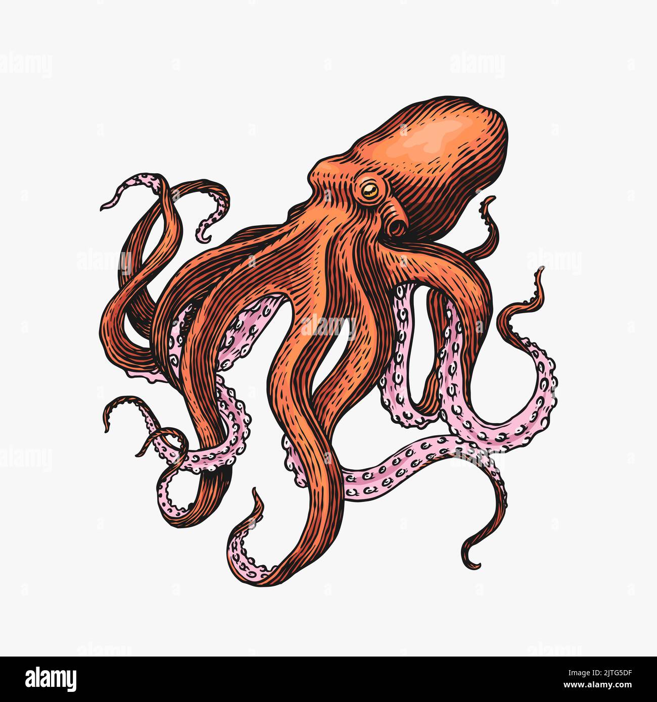 Sea octopus. Engraved hand drawn in old sketch, vintage creature ...