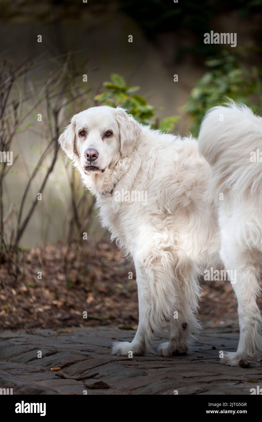 Tatra mountain sheepdog hi-res stock photography and images - Alamy