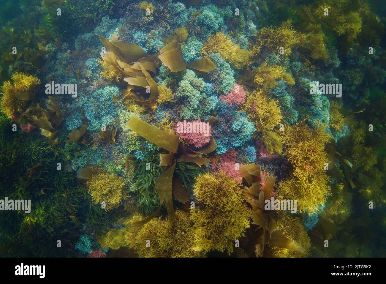 Seabed covered by various colorful marine algae seen from above ...