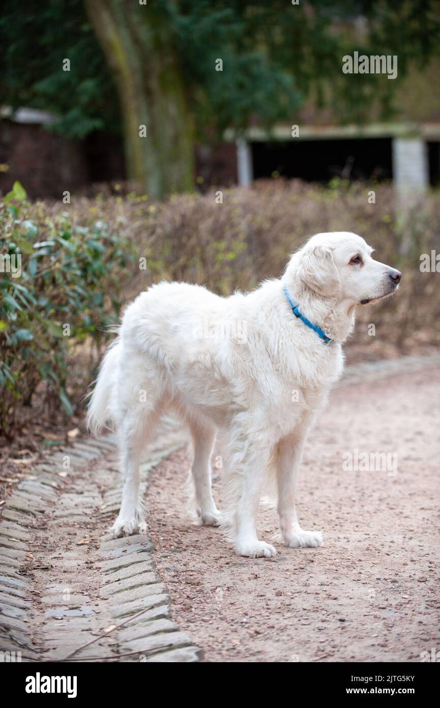 Tatra shepherd dog hi-res stock photography and images - Alamy