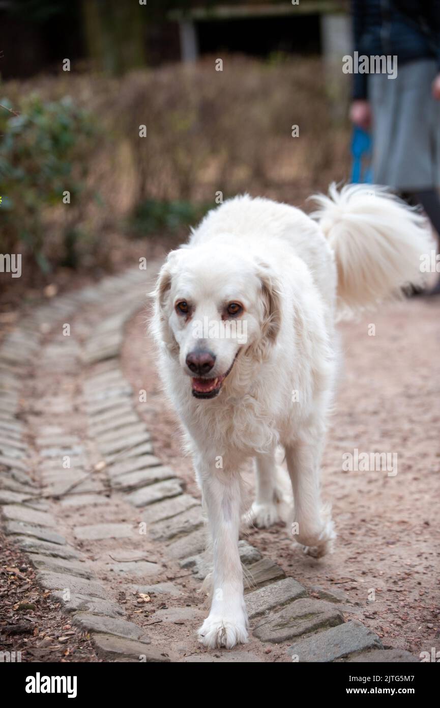 Tatra mountain sheepdog hi-res stock photography and images - Alamy