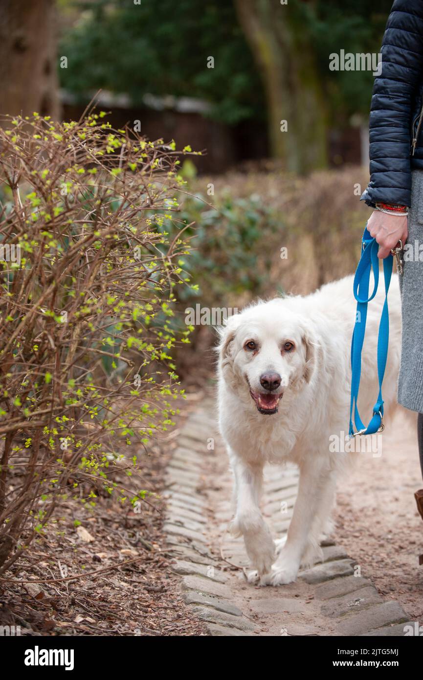 Tatra shepherd dog hi-res stock photography and images - Alamy