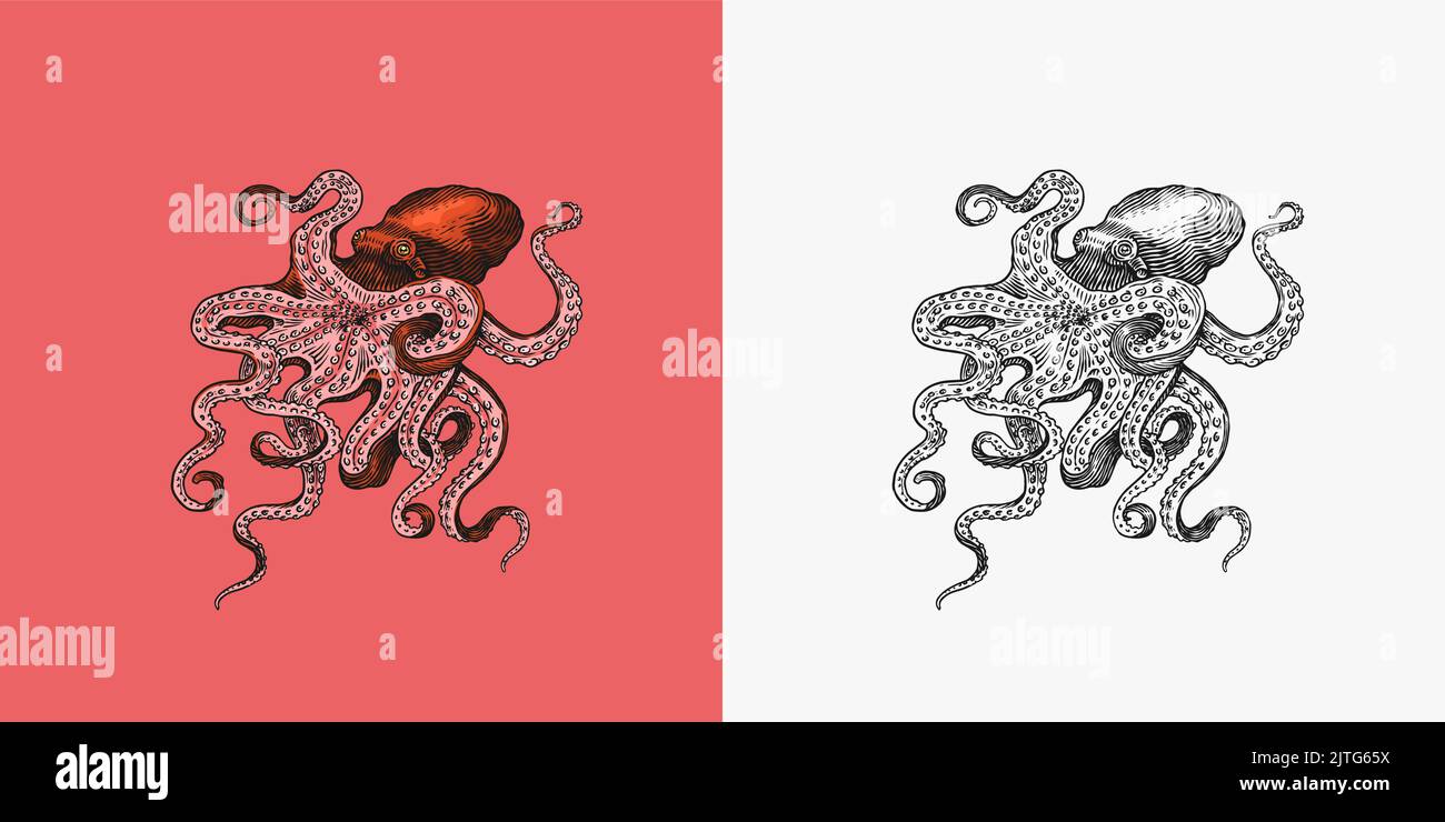 Sea octopus. Engraved hand drawn in old sketch, vintage creature ...