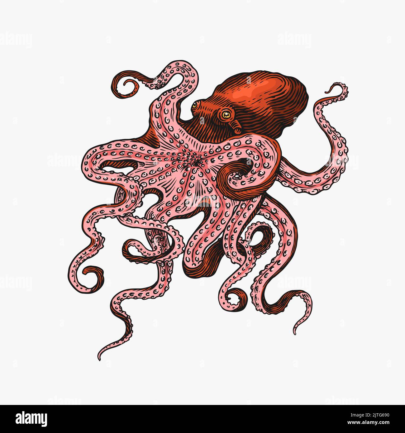 Sea octopus. Engraved hand drawn in old sketch, vintage creature ...