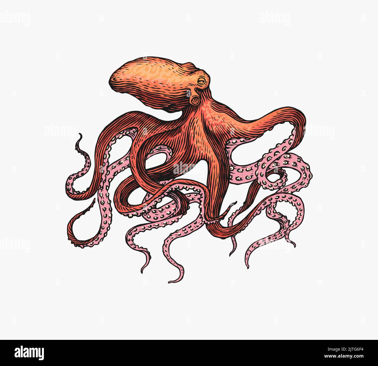 Sea octopus. Engraved hand drawn in old sketch, vintage creature ...