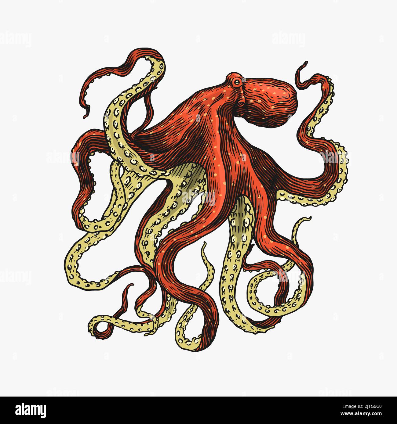 Sea octopus. Engraved hand drawn in old sketch, vintage creature ...
